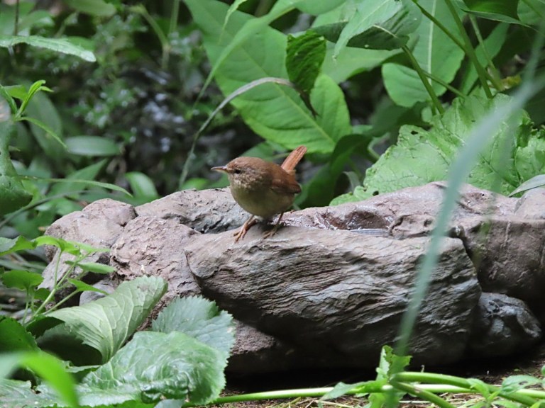 The Little Wren: a waltz wave poem – LesleyScoble.com