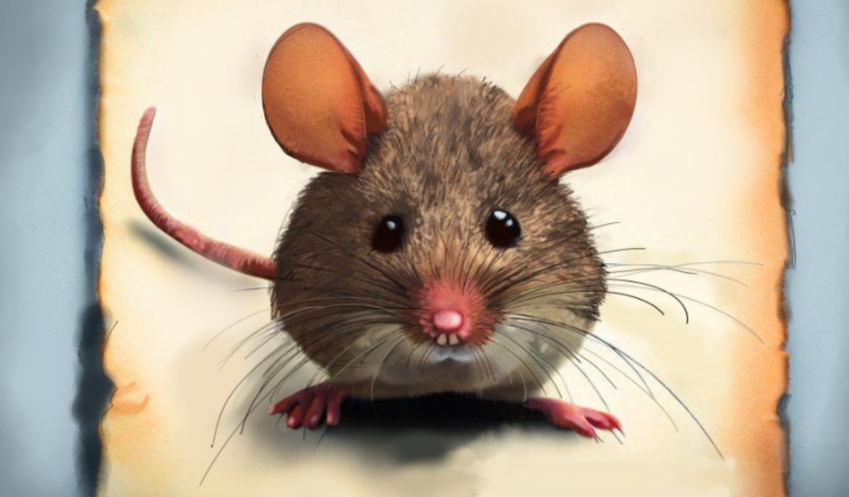 The Mouse Trap: a pantoum poem – LesleyScoble.com