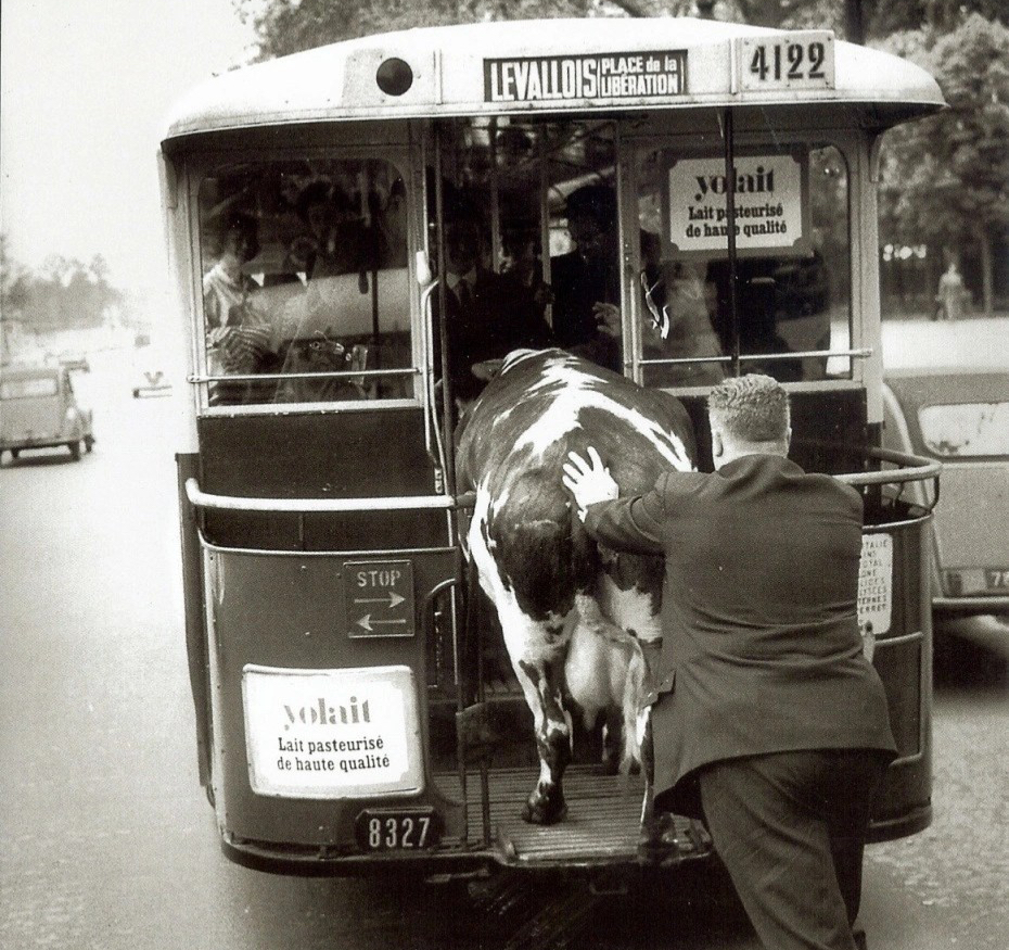 How many cows can you get on a bus? a free verse poem – LesleyScoble.com