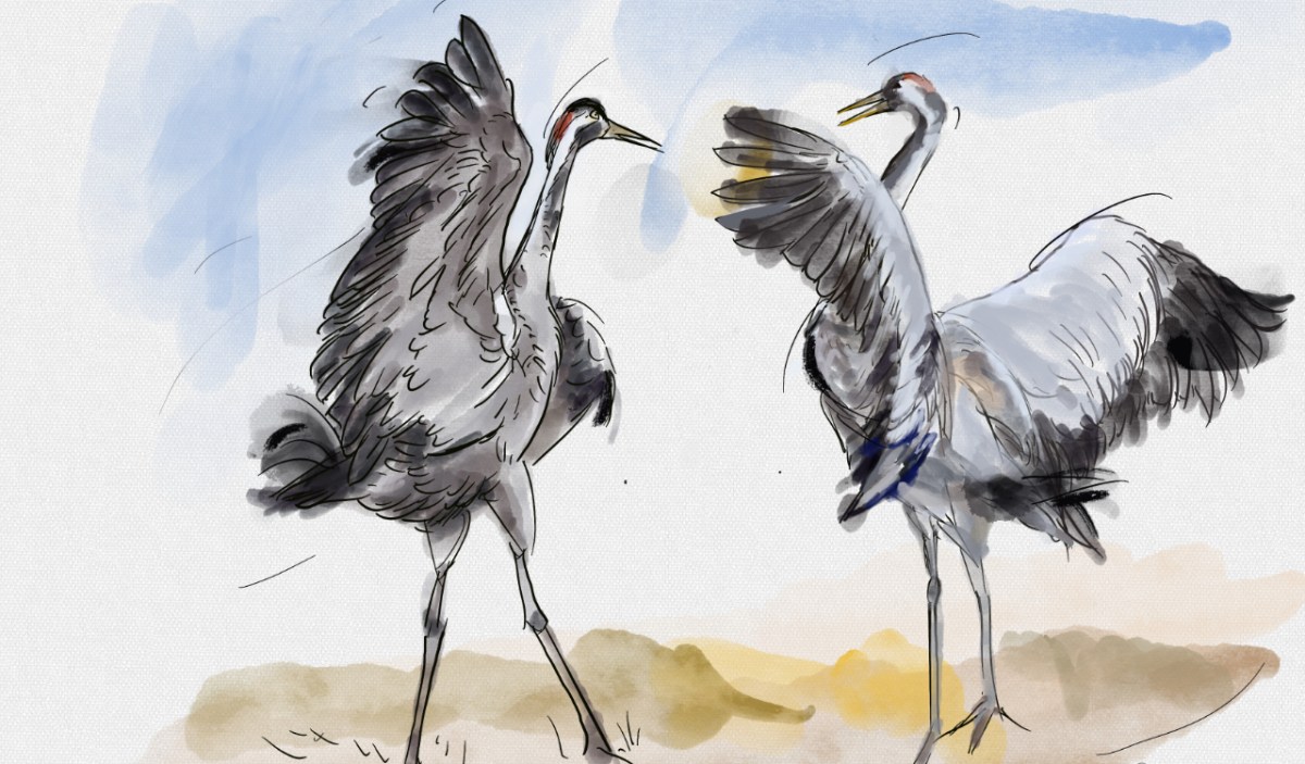 A Crane’s Duet: a free verse poem – LesleyScoble.com