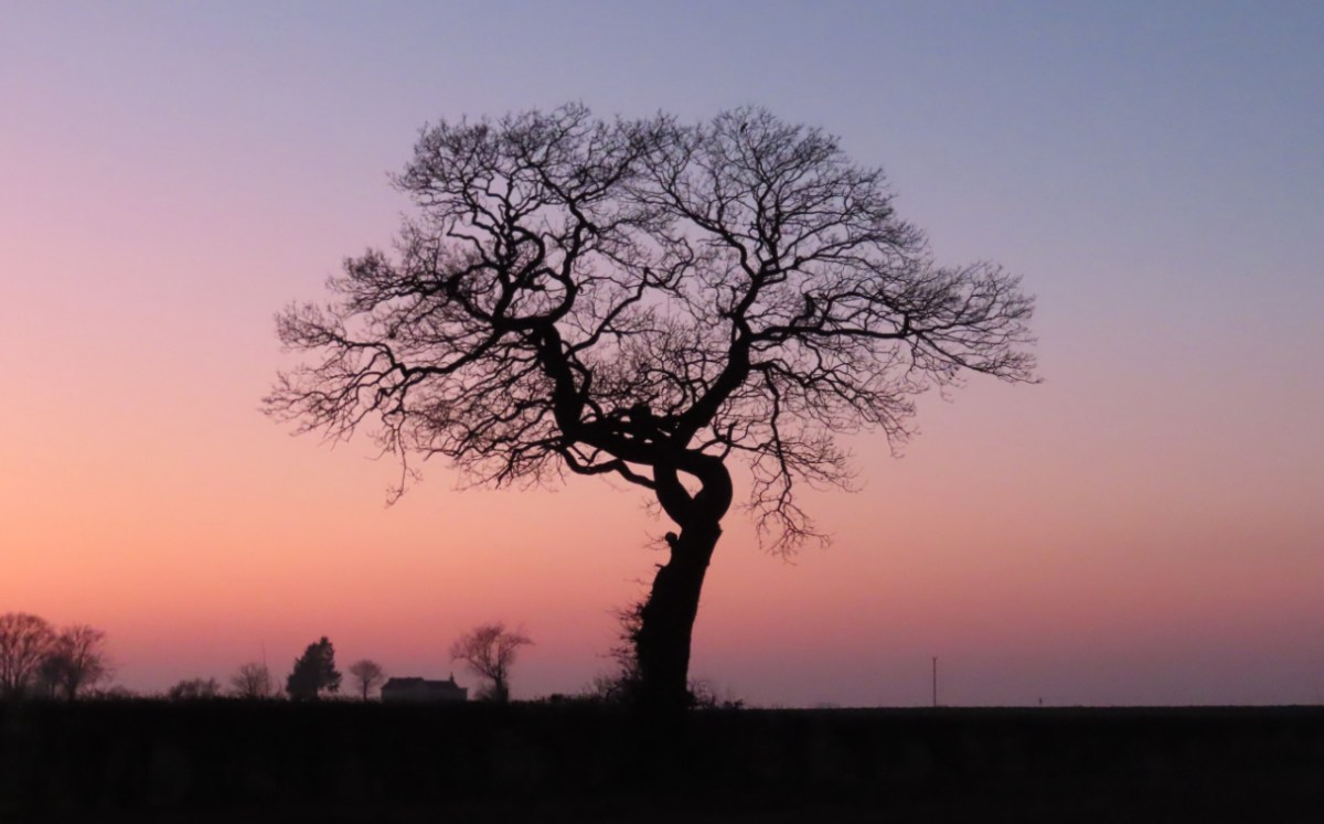 Tree: an etheree – LesleyScoble.com